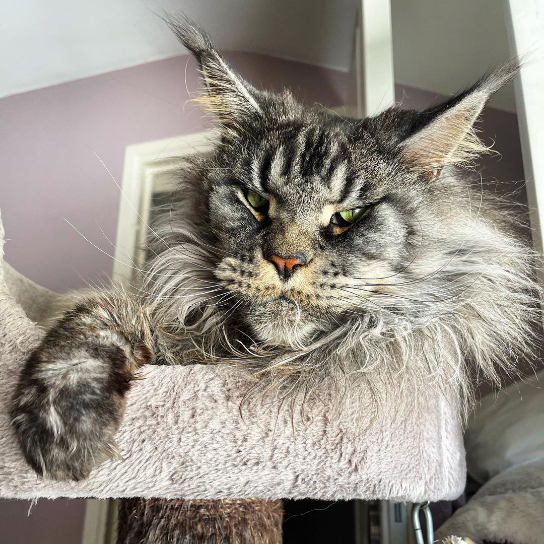 Services - Furry Dynasty Coons