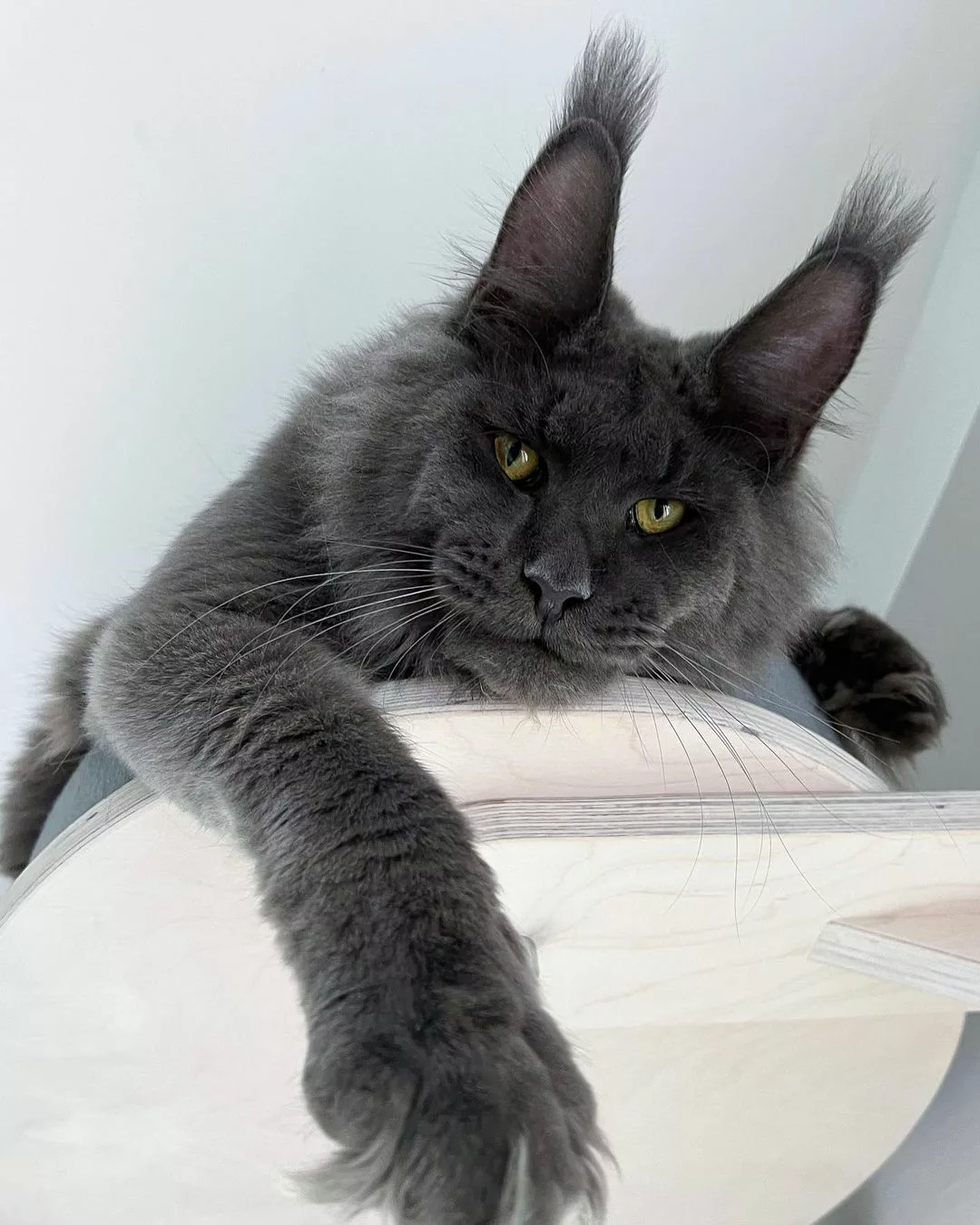 Maine Coon Kittens For Sale - Furry Dynasty Coons