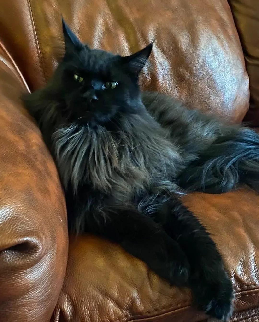 Top 10 FAQ's - Furry Dynasty Coons